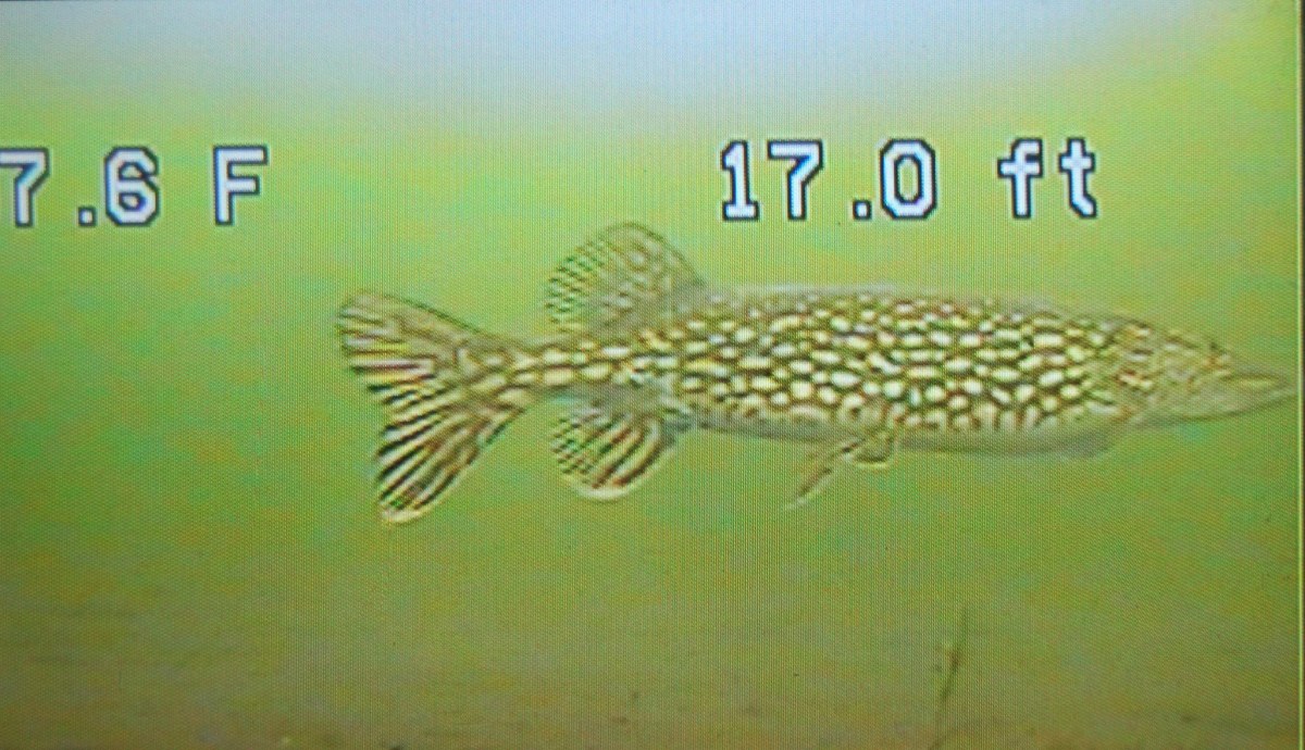 8. Knowledge and Technology Meet on the Fishing Learning Curve